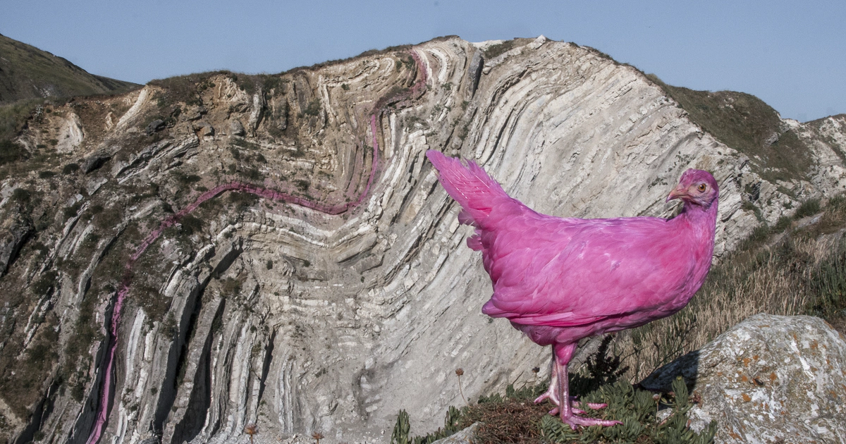 Pink Chicken Project